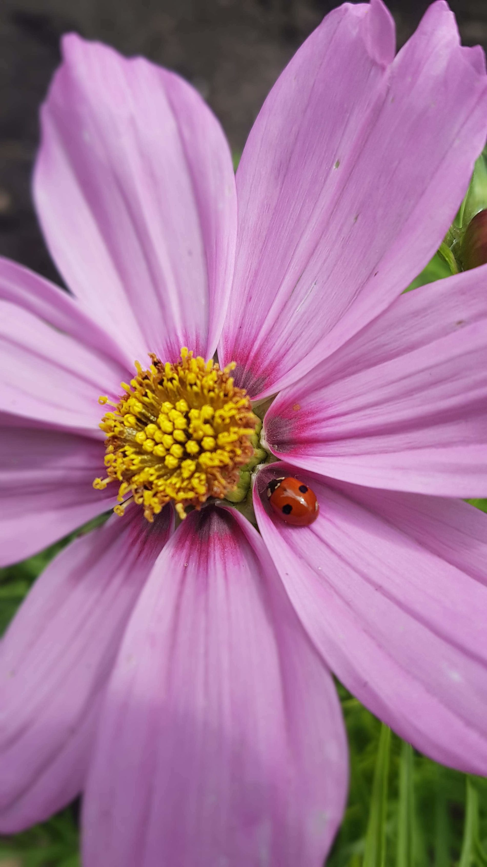 5 Reasons We Love The St. Albert Botanic Park