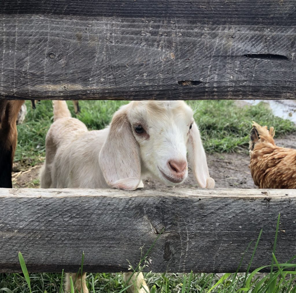 Planning Your Open Farm Days Adventure