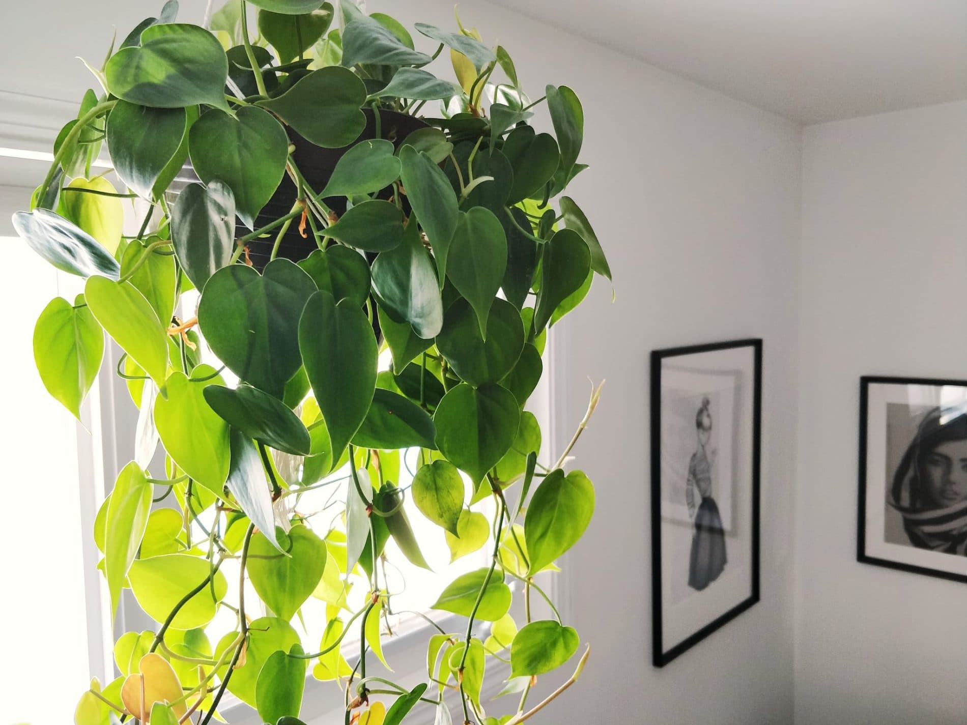 Why You Should Be a Plant Mom