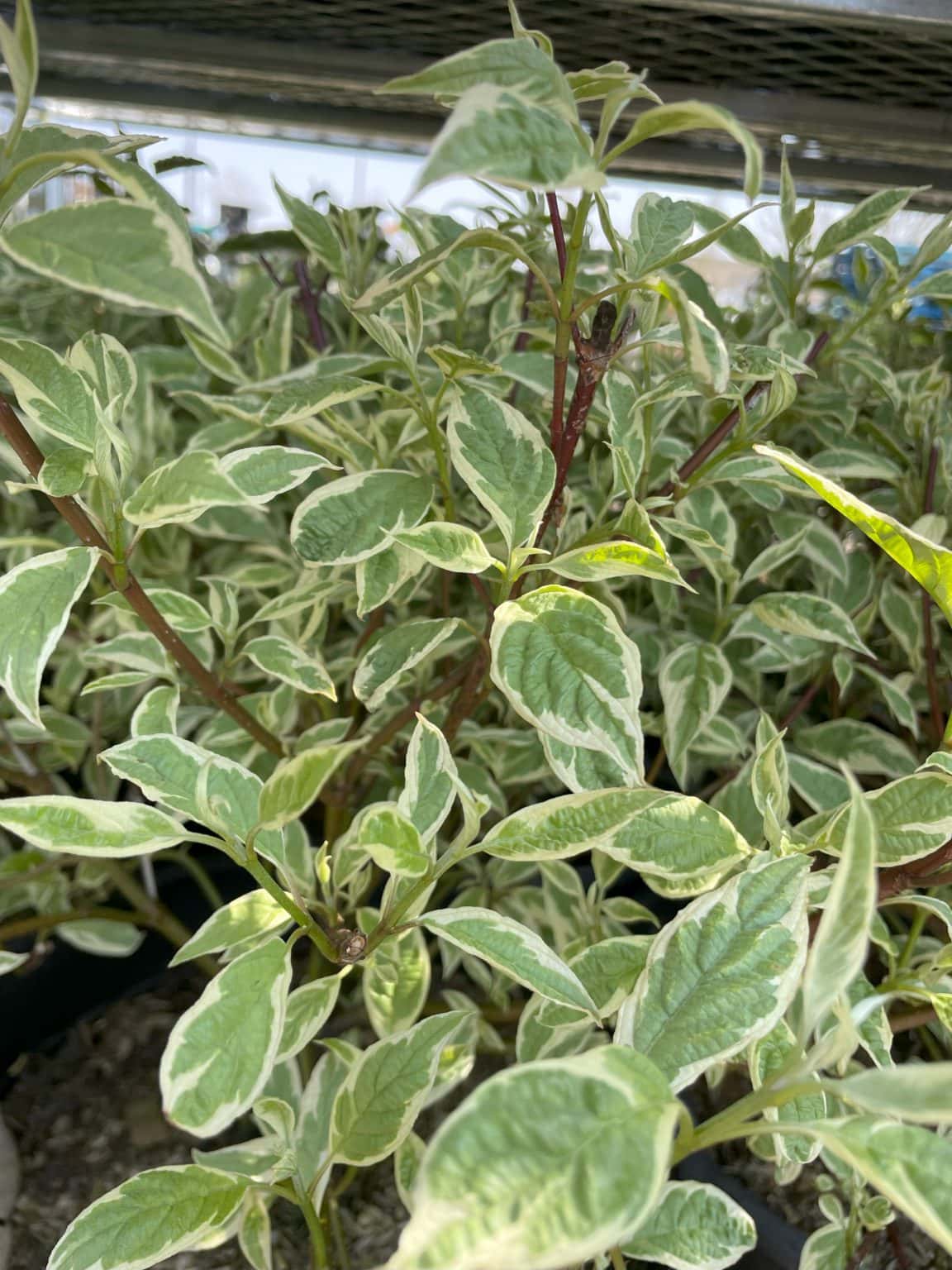 35+ Flowering Perennials for Zone 3a (Edmonton and Calgary, Alberta)