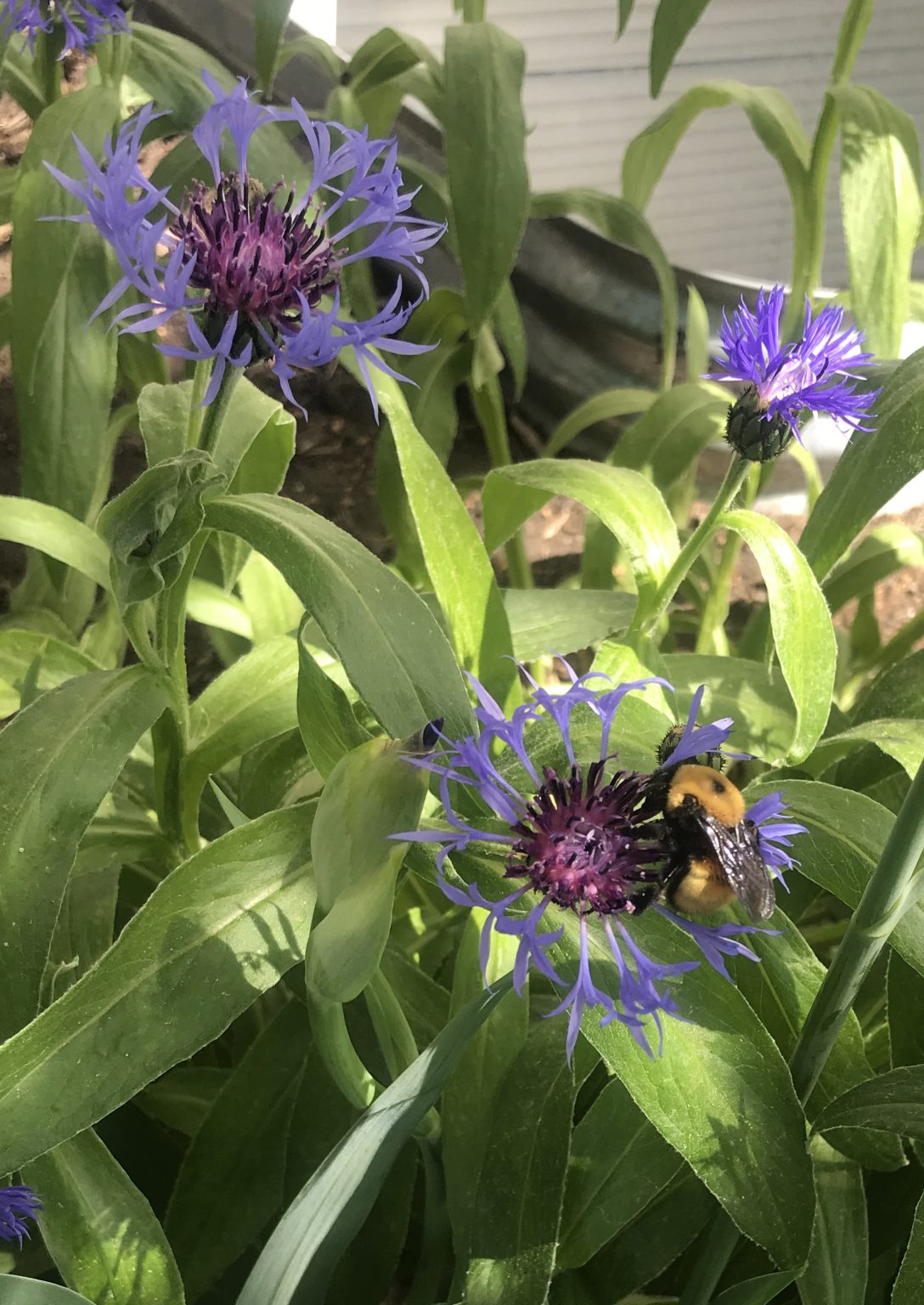 35+ Flowering Perennials for Zone 3a (Edmonton and Calgary, Alberta)