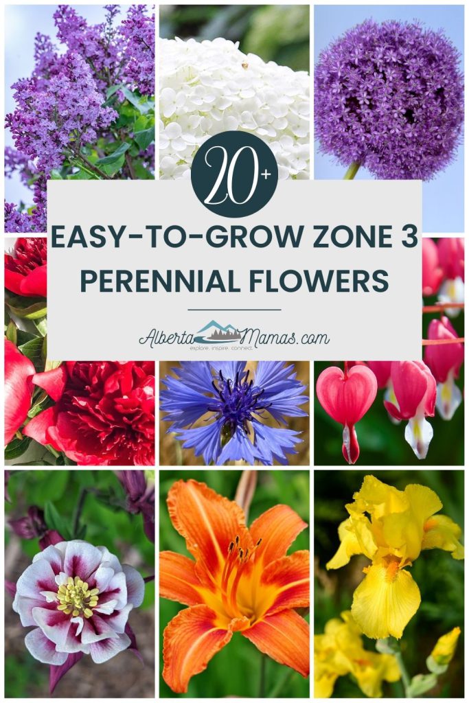 35+ Flowering Perennials for Zone 3a (Edmonton and Calgary, Alberta)