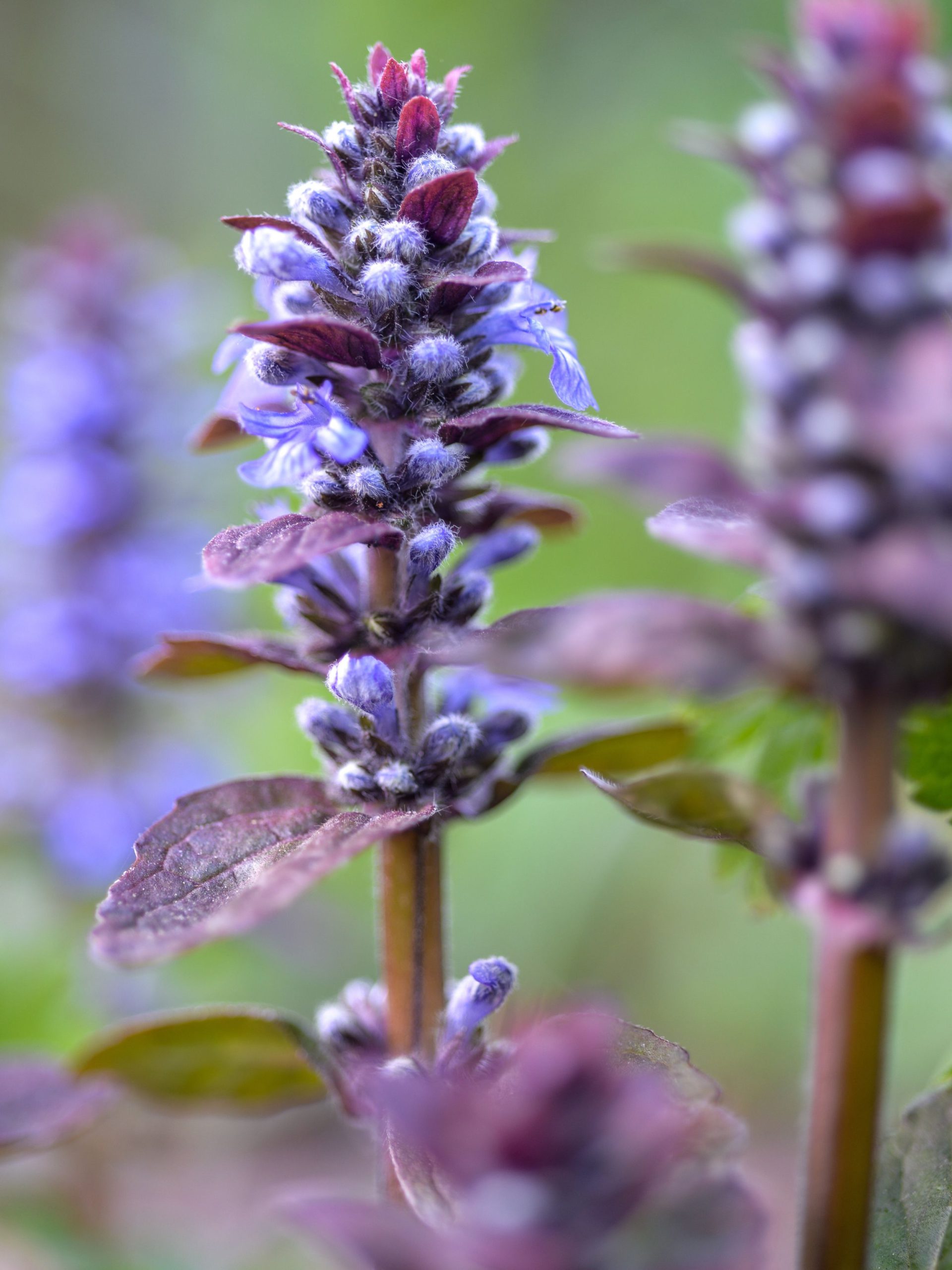 40 Shade Loving Perennials for Zone 3a (with Photos!)
