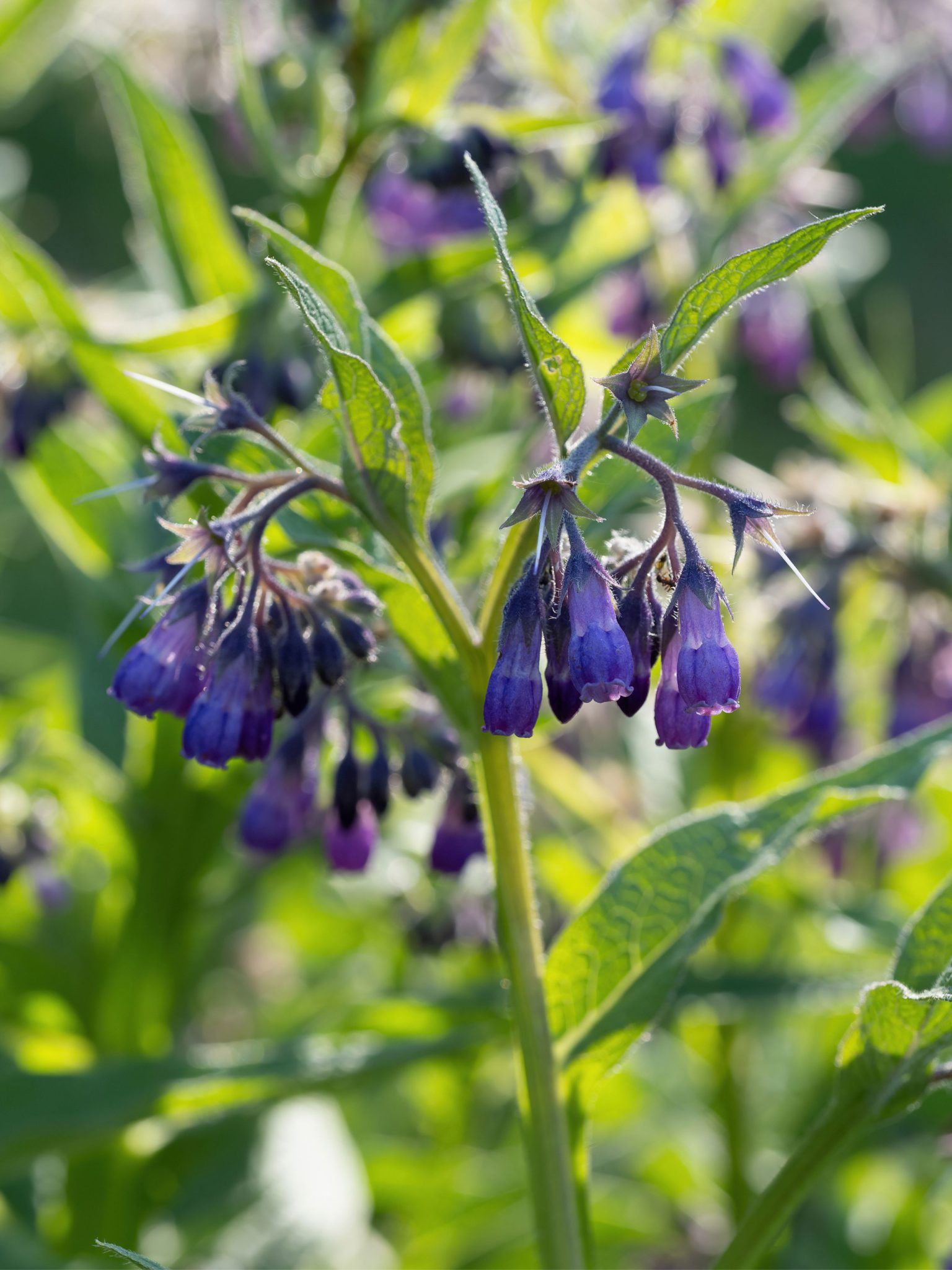 40 Shade Loving Perennials for Zone 3a (with Photos!)