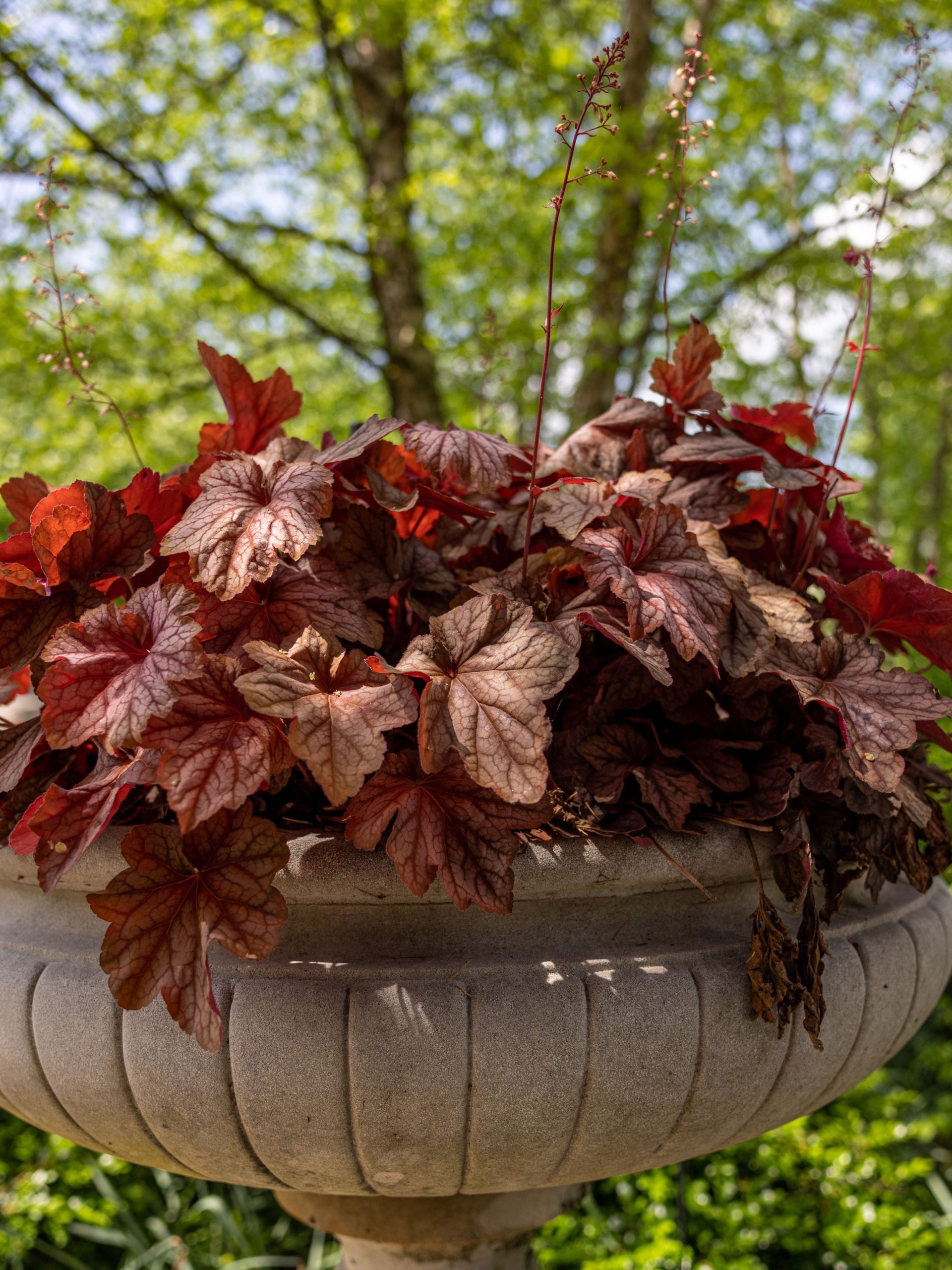 40 Shade Loving Perennials for Zone 3a (with Photos!)