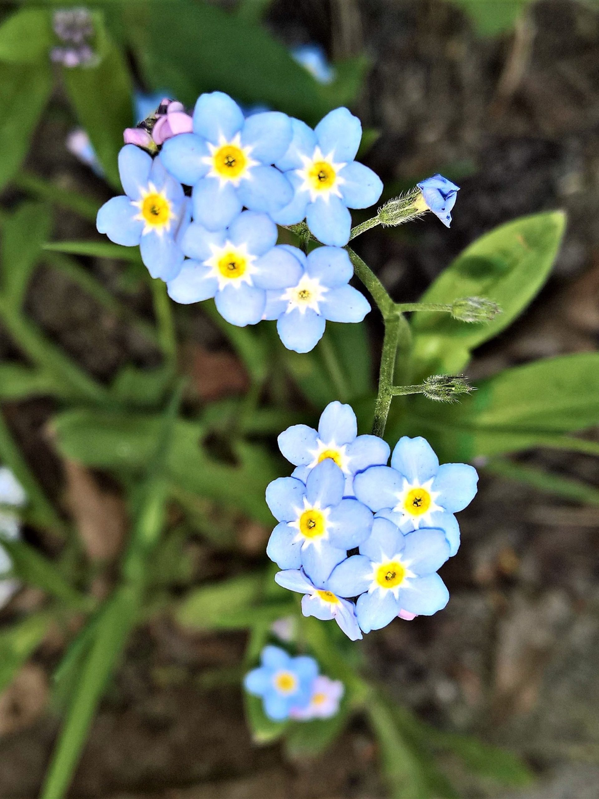 40 Shade Loving Perennials for Zone 3a (with Photos!)