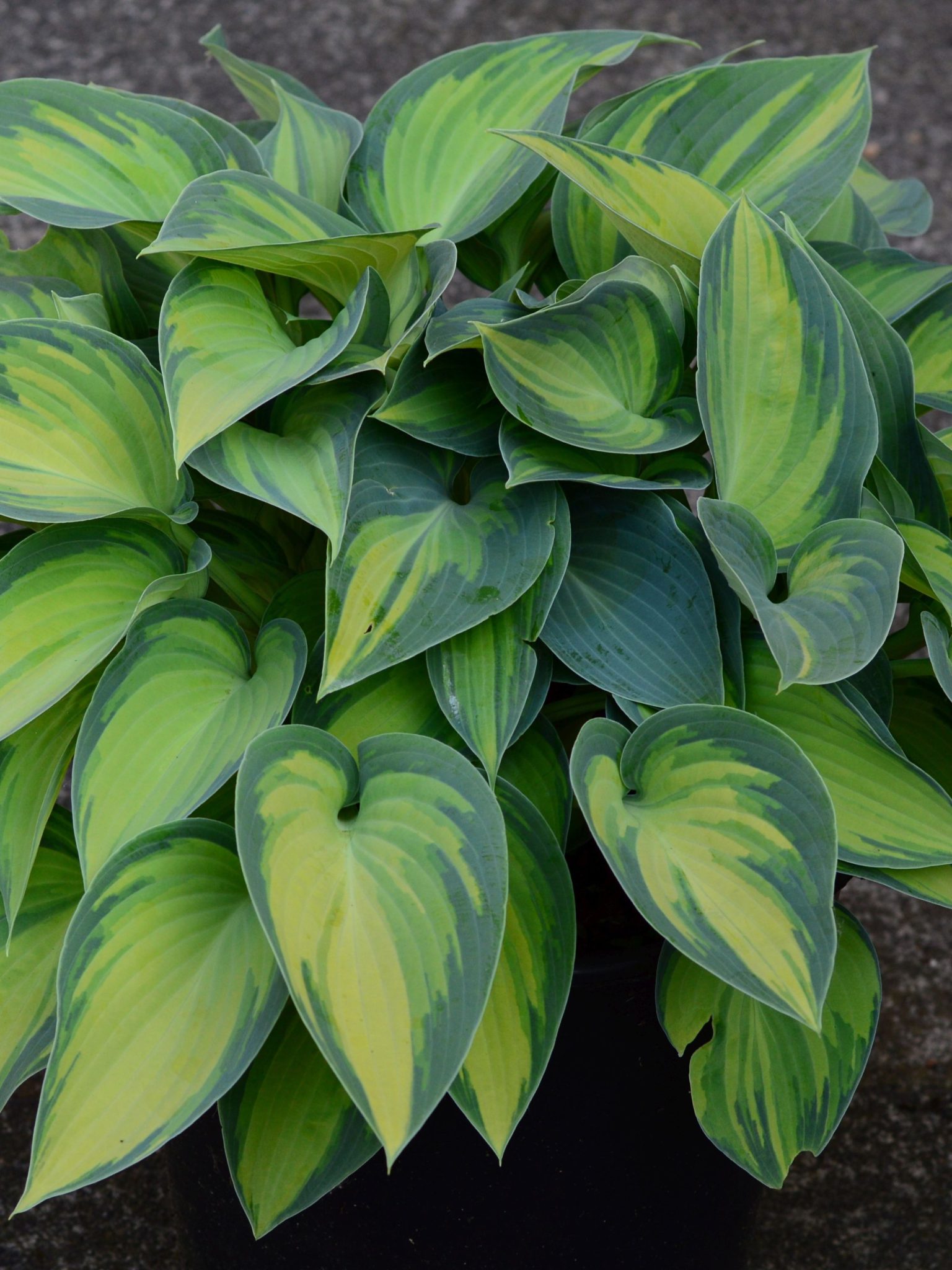 40 Shade Loving Perennials for Zone 3a (with Photos!)