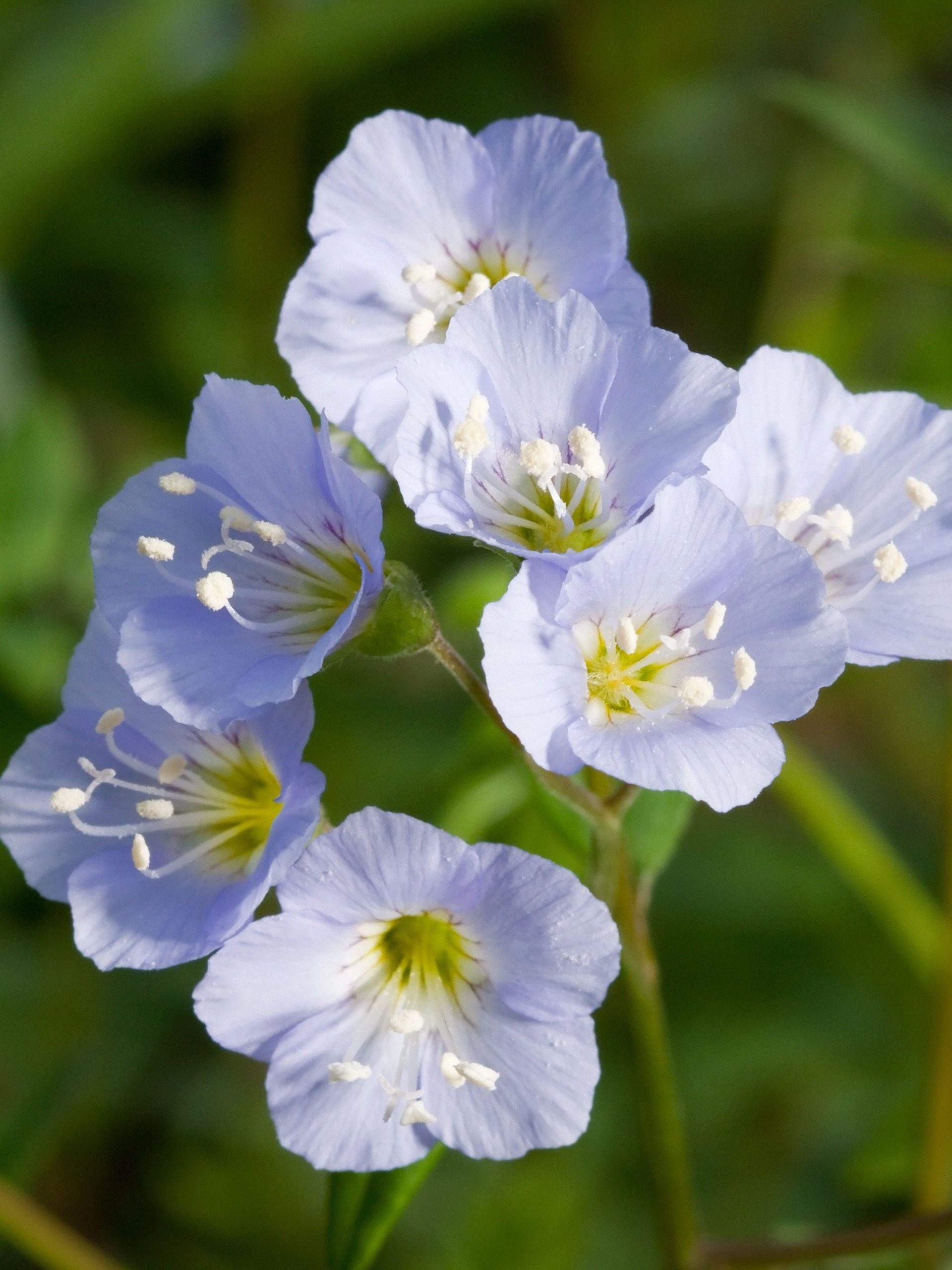 40 Shade Loving Perennials for Zone 3a (with Photos!)