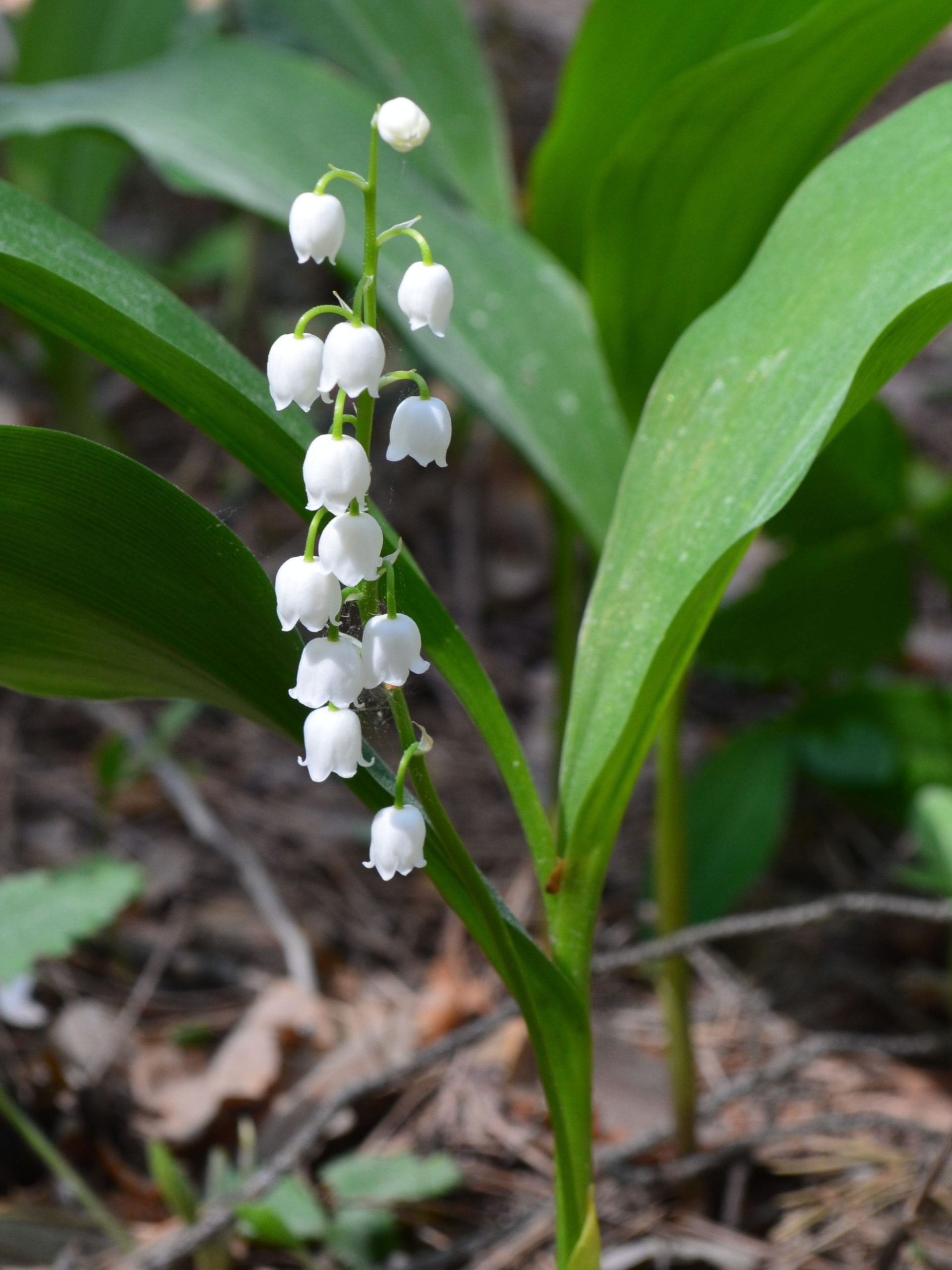 40 Shade Loving Perennials for Zone 3a (with Photos!)