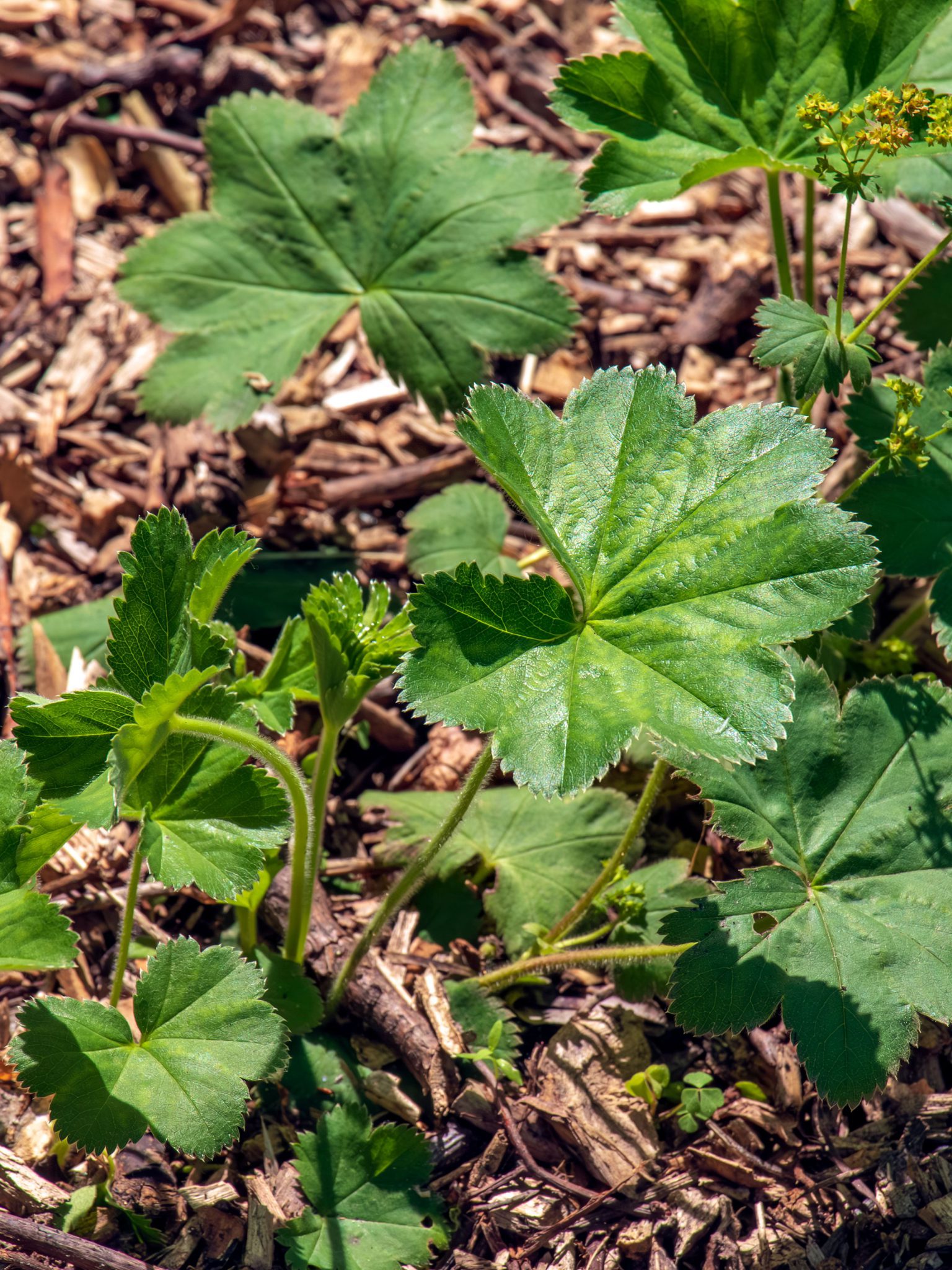 40 Shade Loving Perennials for Zone 3a (with Photos!)