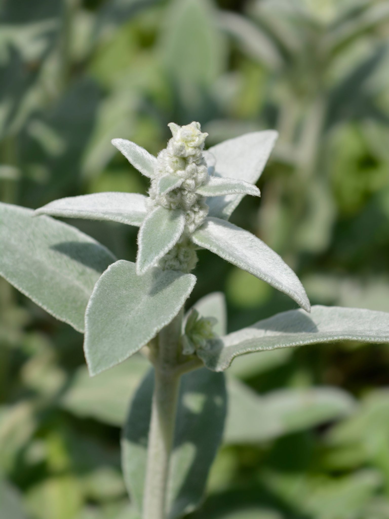 40 Shade Loving Perennials for Zone 3a (with Photos!)