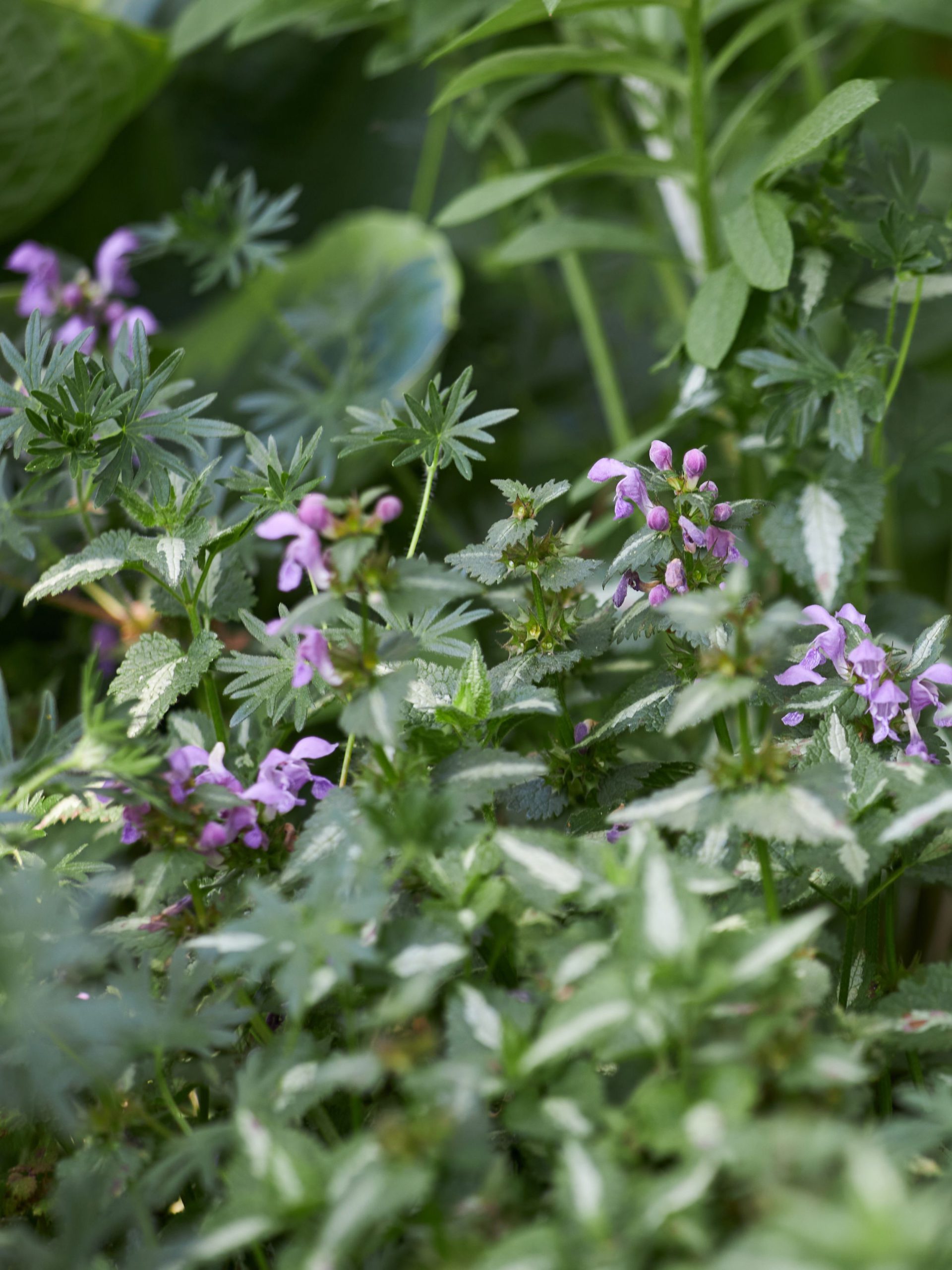 40 Shade Loving Perennials for Zone 3a (with Photos!)