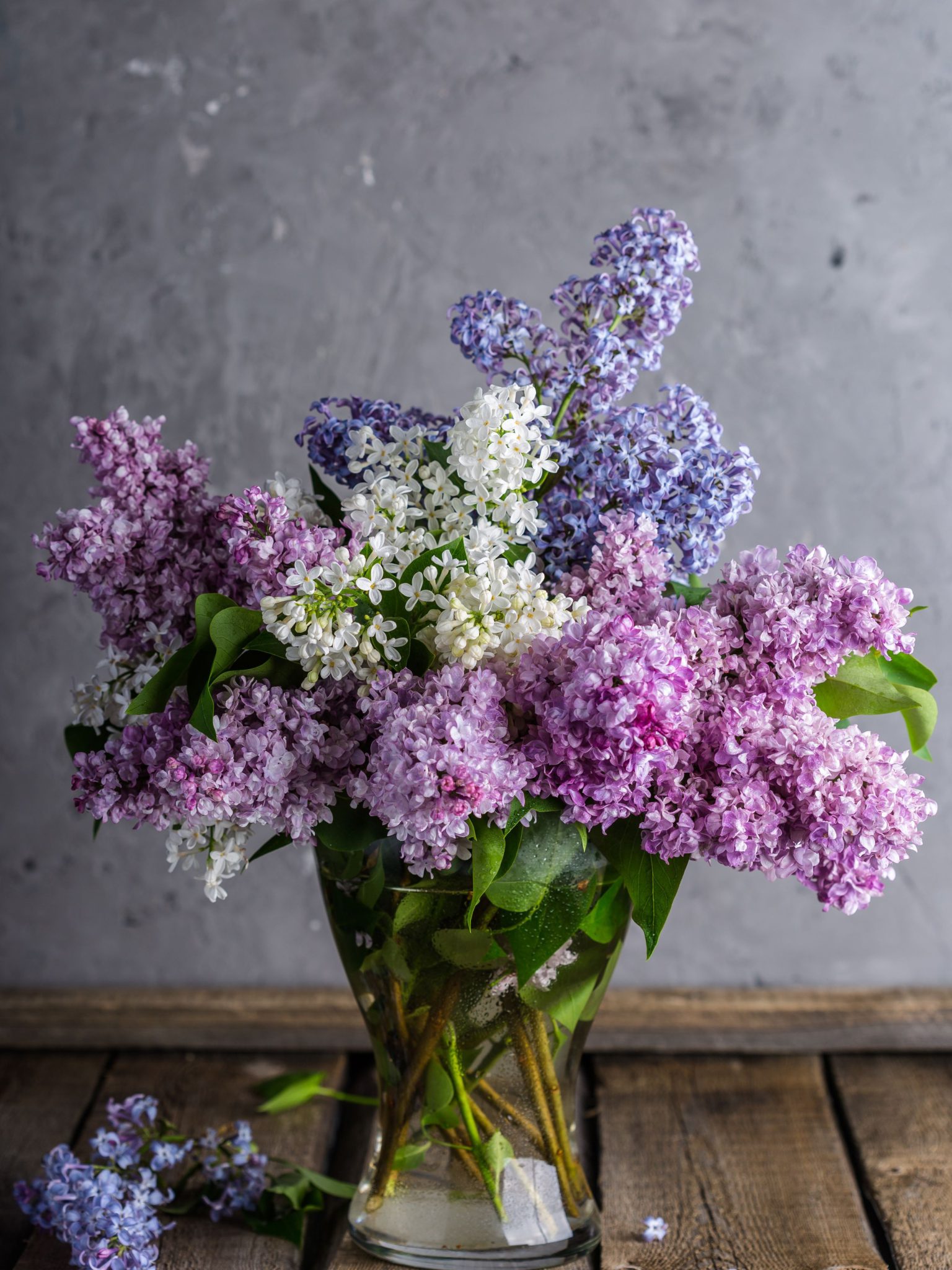 40 Shade Loving Perennials for Zone 3a (with Photos!)