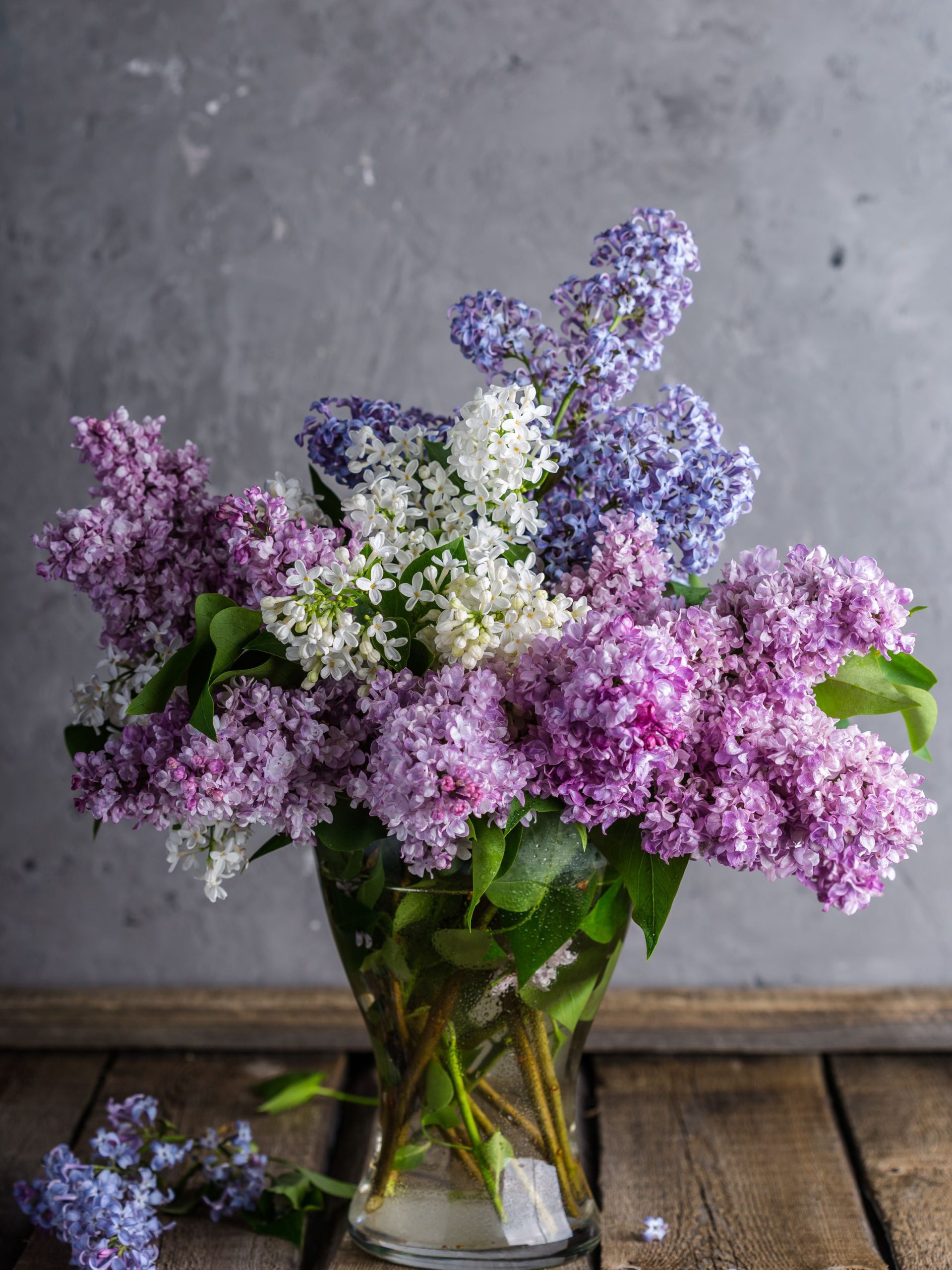 40 Shade Loving Perennials for Zone 3a (with Photos!)