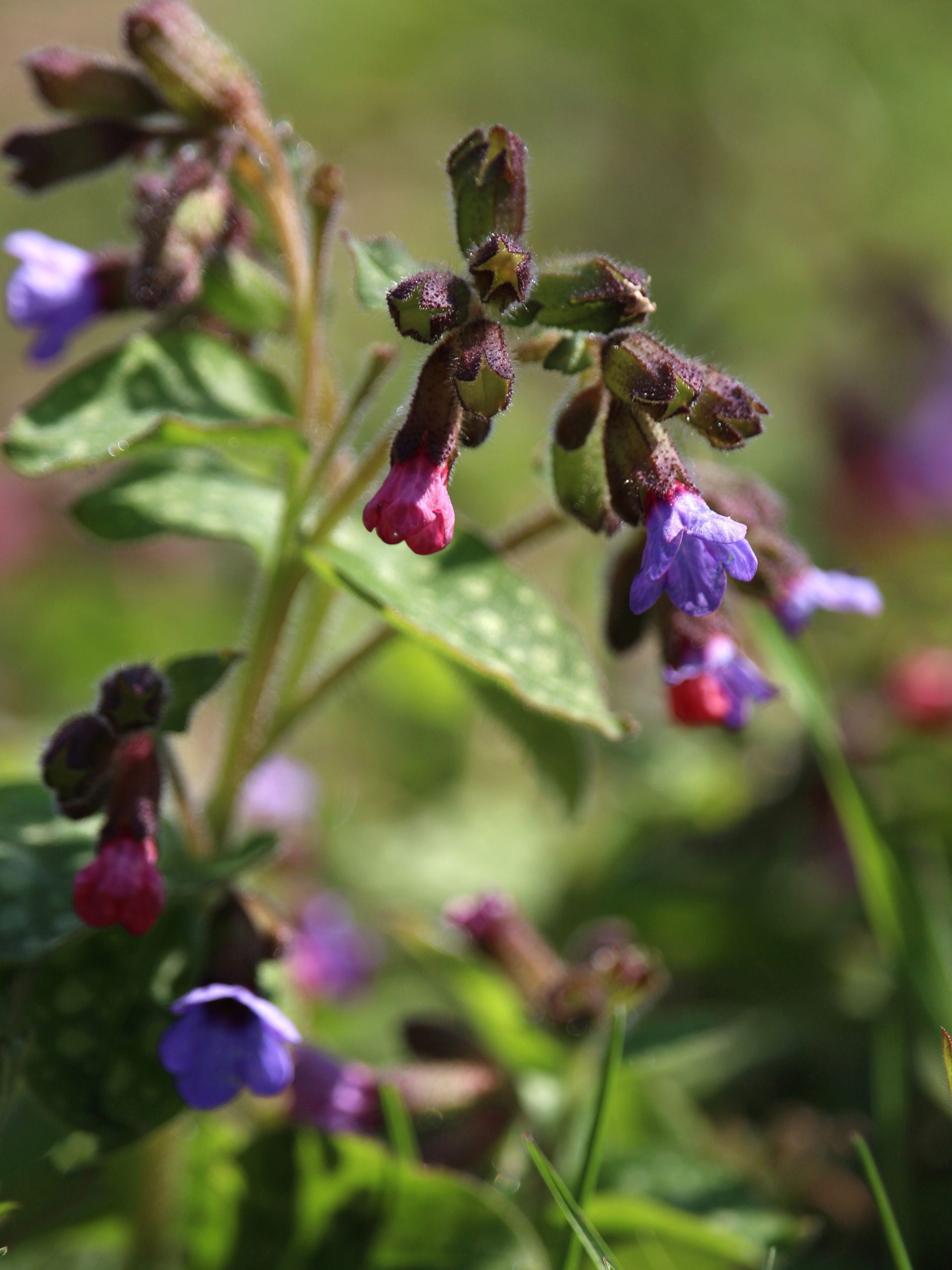 40 Shade Loving Perennials for Zone 3a (with Photos!)