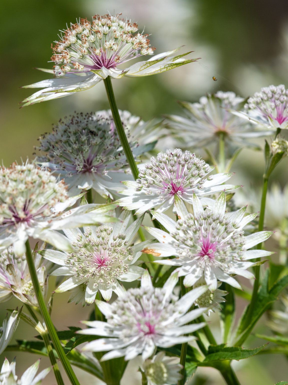 40 Shade Loving Perennials for Zone 3a (with Photos!)