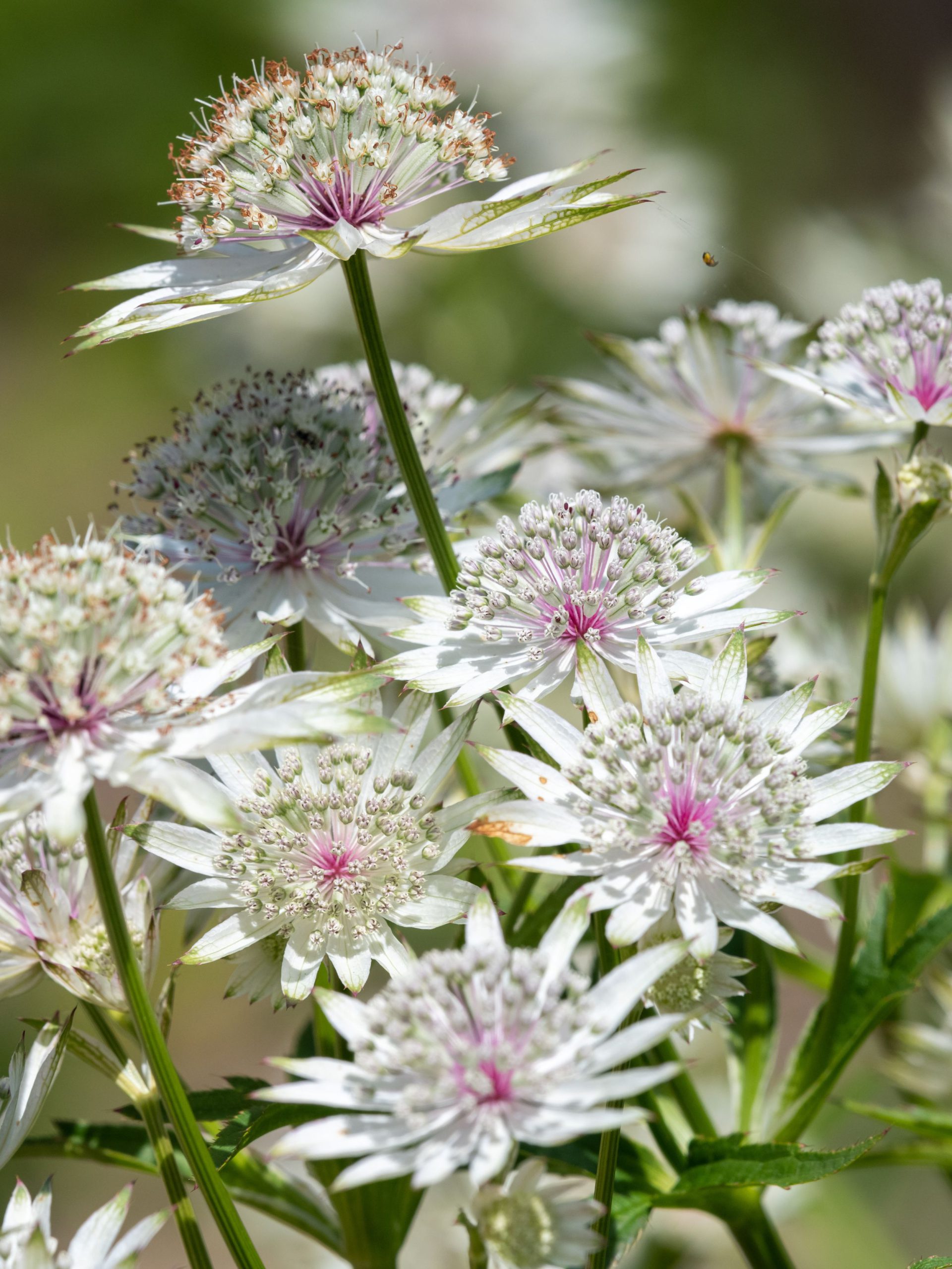 40 Shade Loving Perennials for Zone 3a (with Photos!)