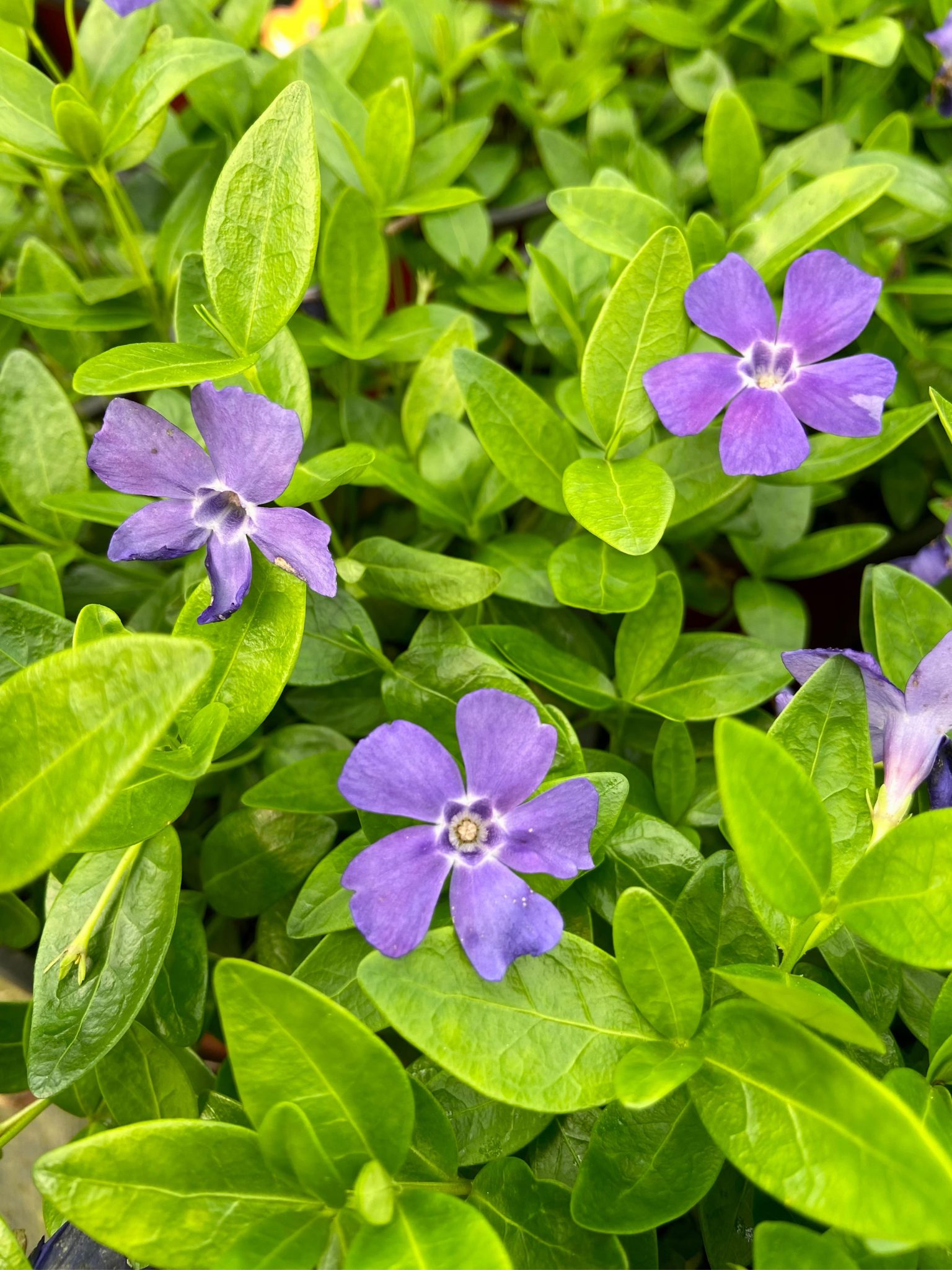 40 Shade Loving Perennials for Zone 3a (with Photos!)