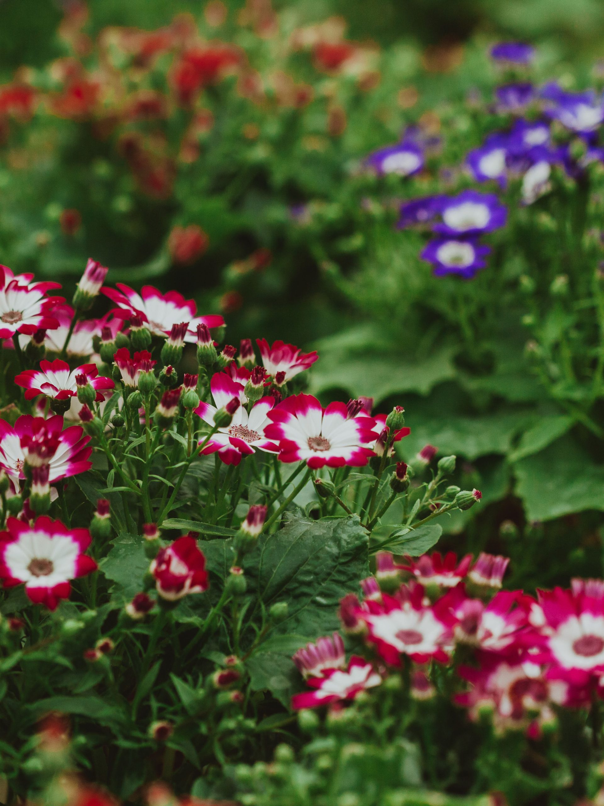 40 Shade Loving Perennials for Zone 3a (with Photos!)