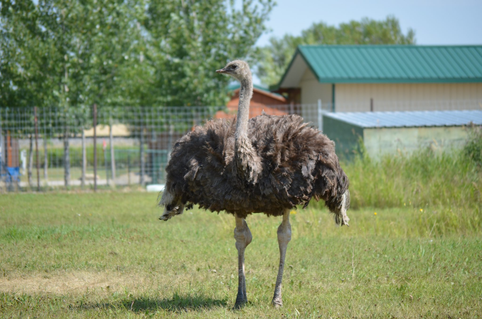 Visit Innisfail's Discovery Wildlife Park: a Campground and Zoo in ...